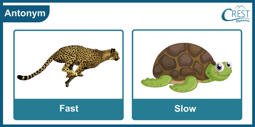 Antonyms for Class 2| English Olympiad Class 2